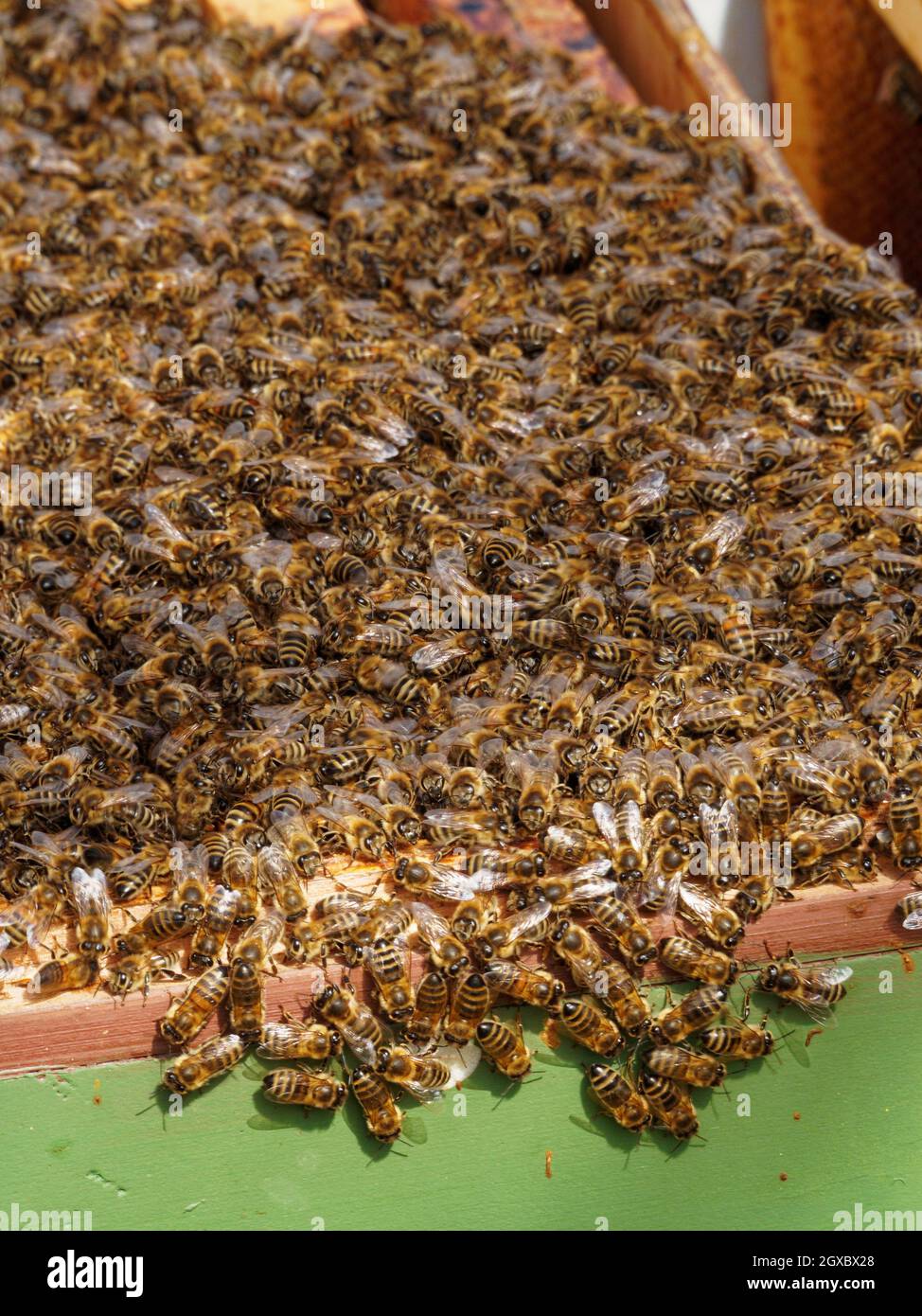 Hive living hi-res stock photography and images - Alamy