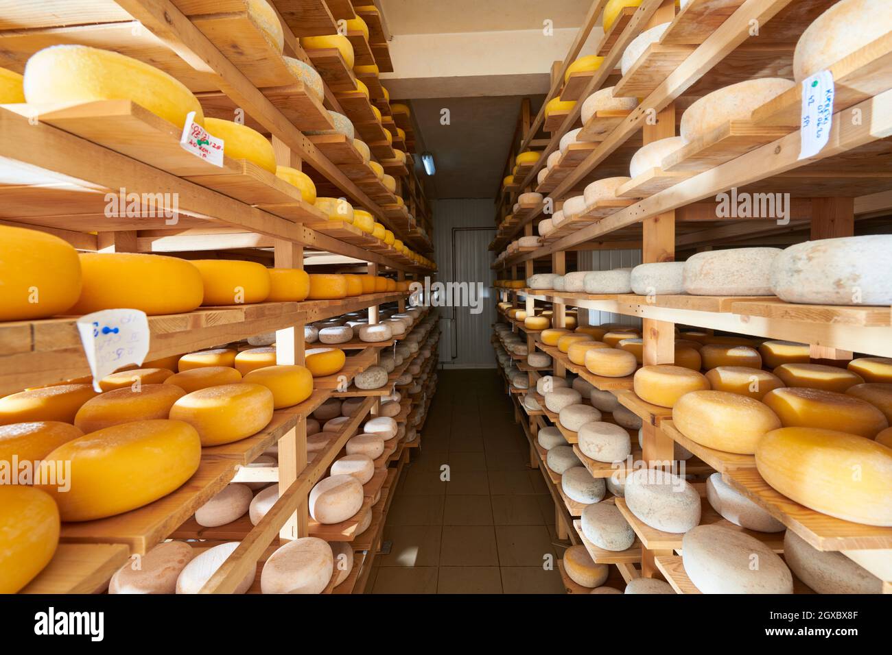 Cheese factory production shelves with aging old cheese local organic ...