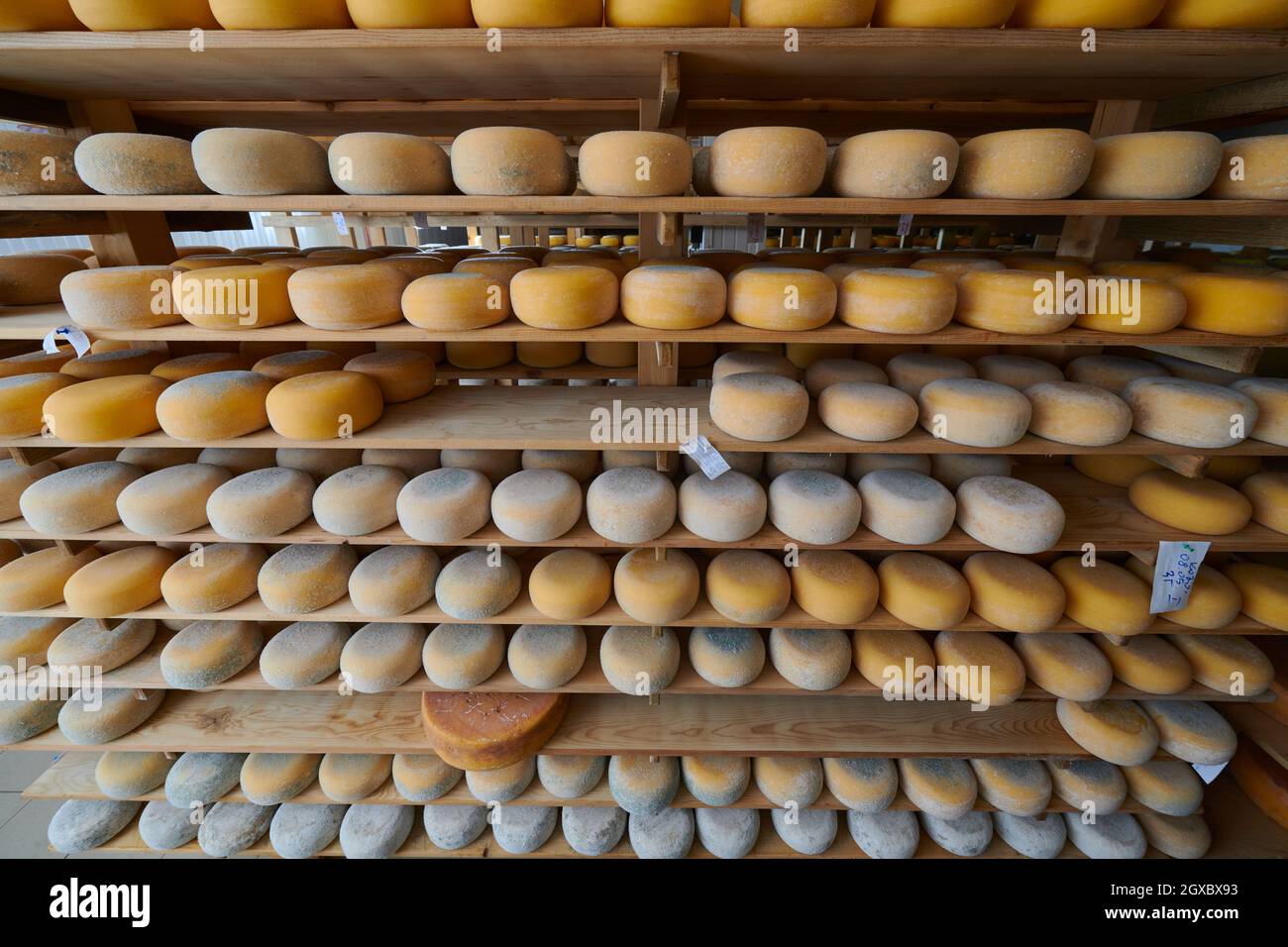 Cheese factory production shelves with aging old cheese local organic ...