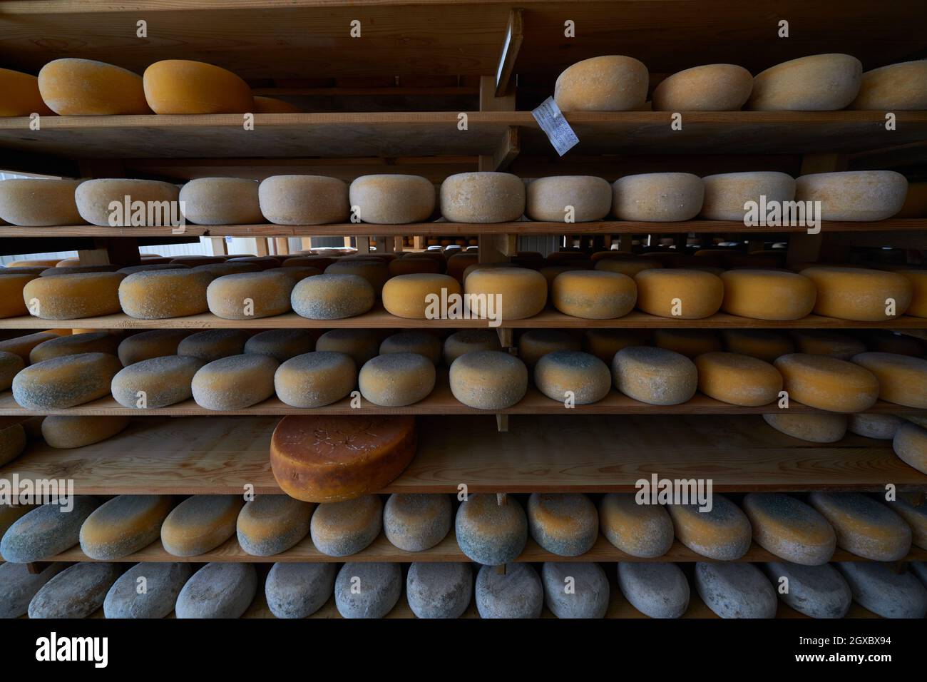 Cheese factory production shelves with aging old cheese local organic ...