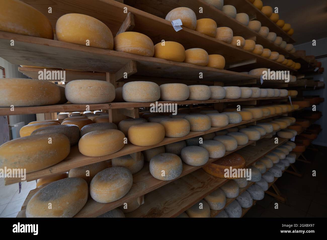 Cheese factory production shelves with aging old cheese local organic ...