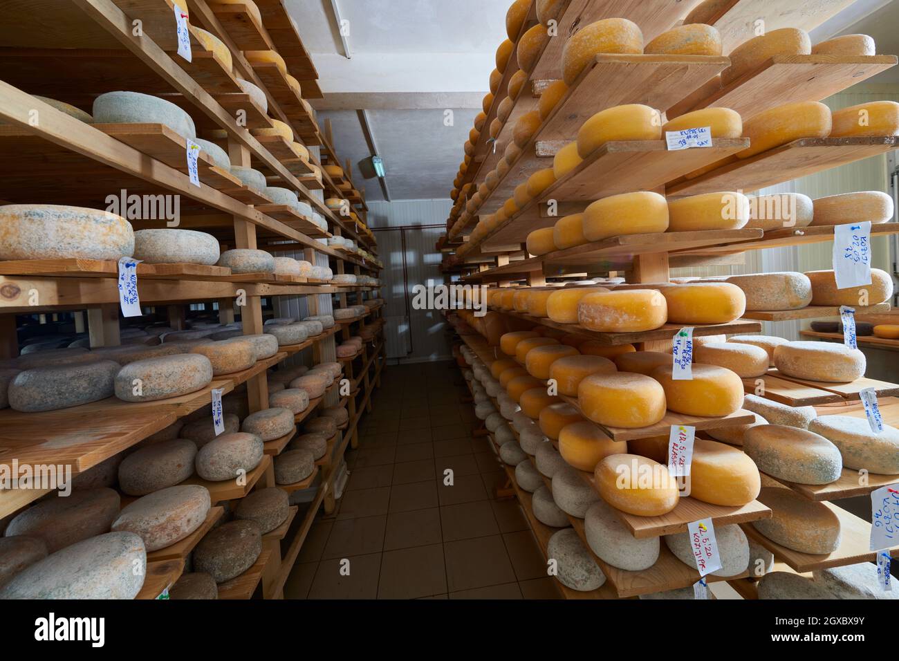 Cheese factory production shelves with aging old cheese local organic ...