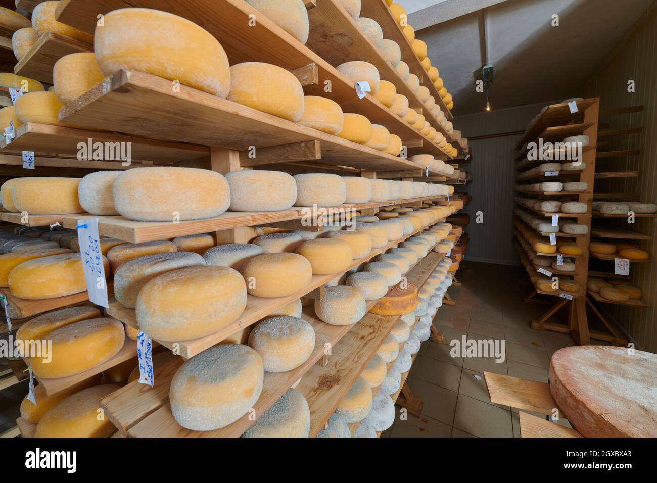 Cheese factory production shelves with aging old cheese local organic ...