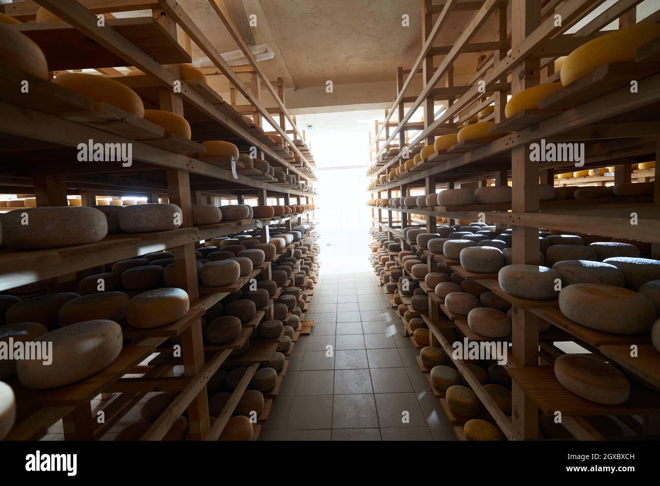 Cheese factory production shelves with aging old cheese local organic ...