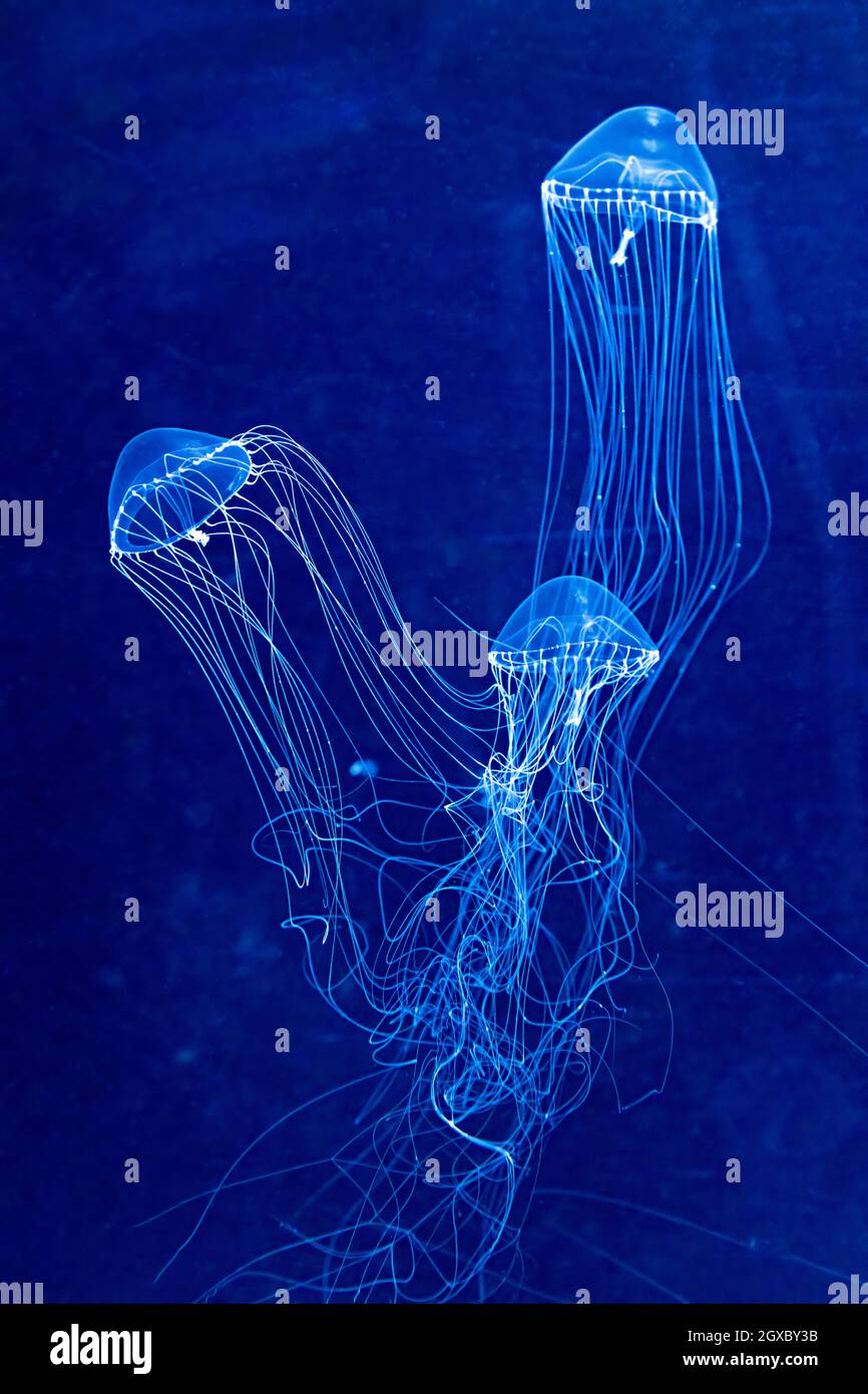 Crystal jellyfish (Aequorea victoria Stock Photo - Alamy