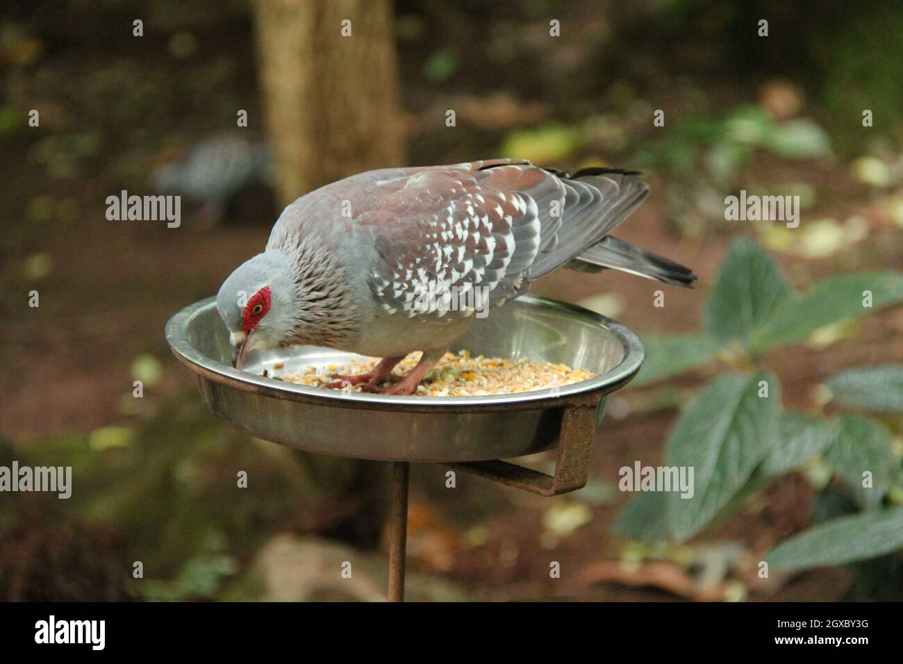A Speckled Pigeon Eating Seed from a Metal Dish Stock Photo - Alamy