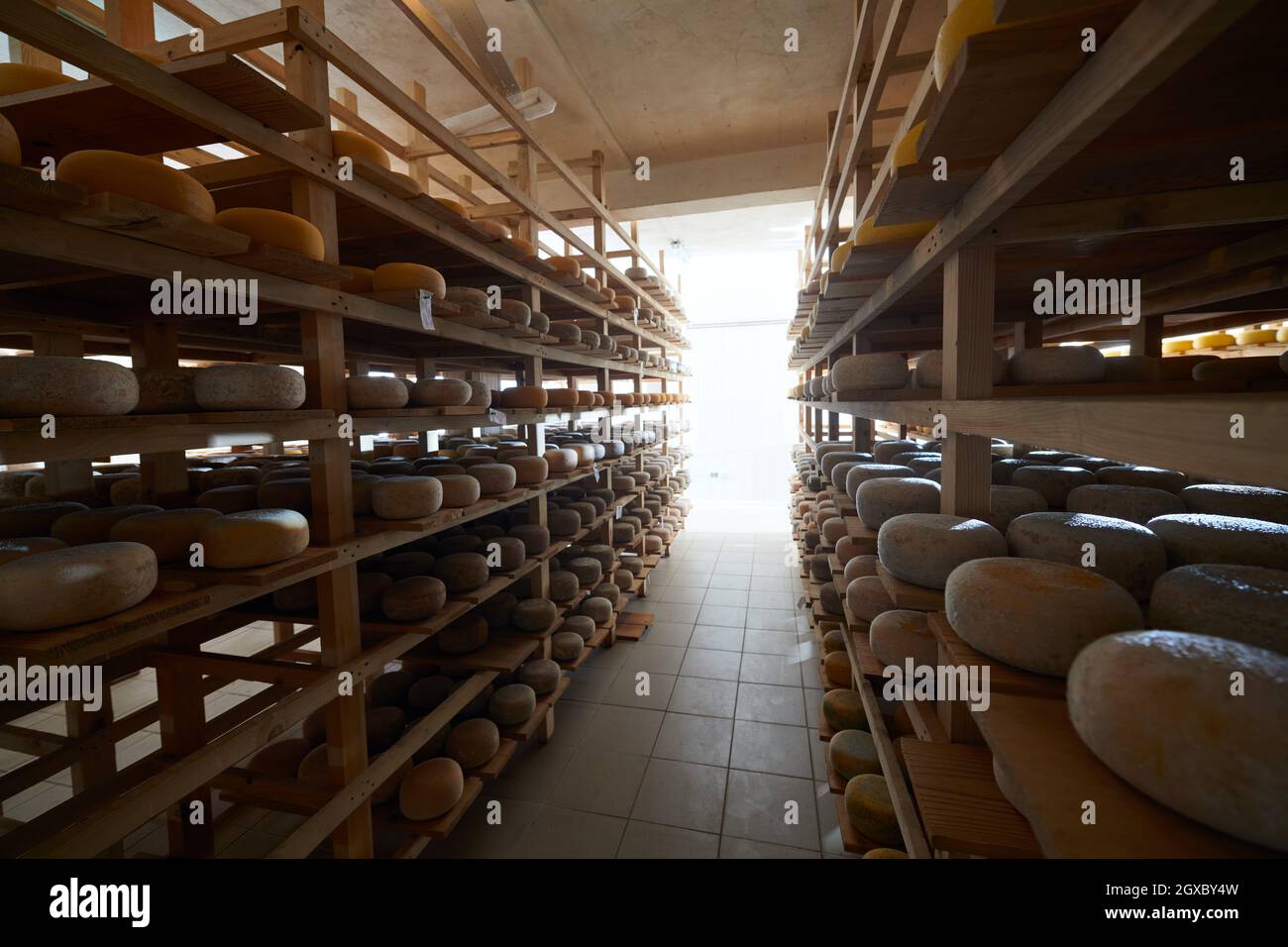 Cheese factory production shelves with aging old cheese local organic ...
