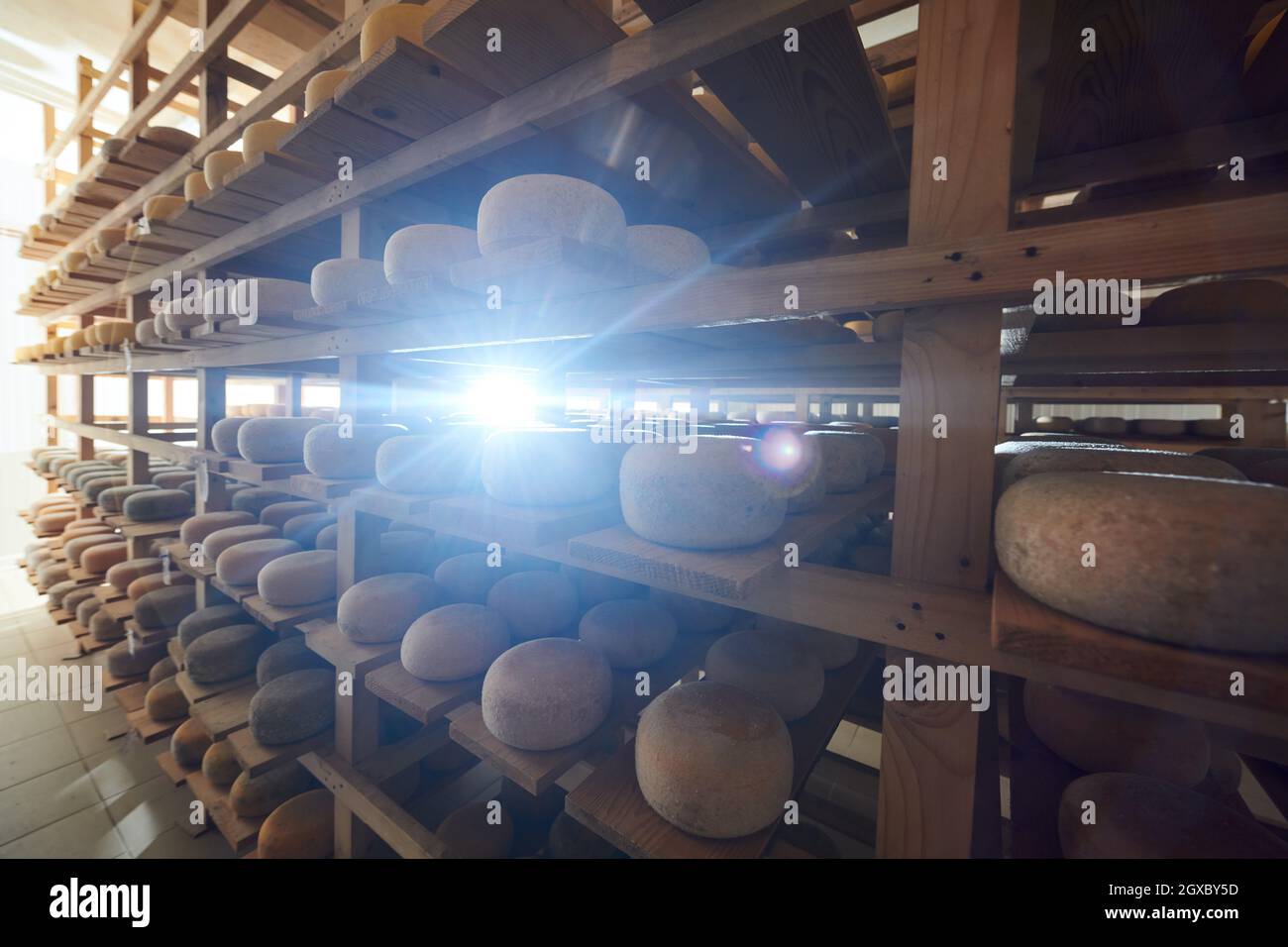 Cheese factory production shelves with aging old cheese local organic ...