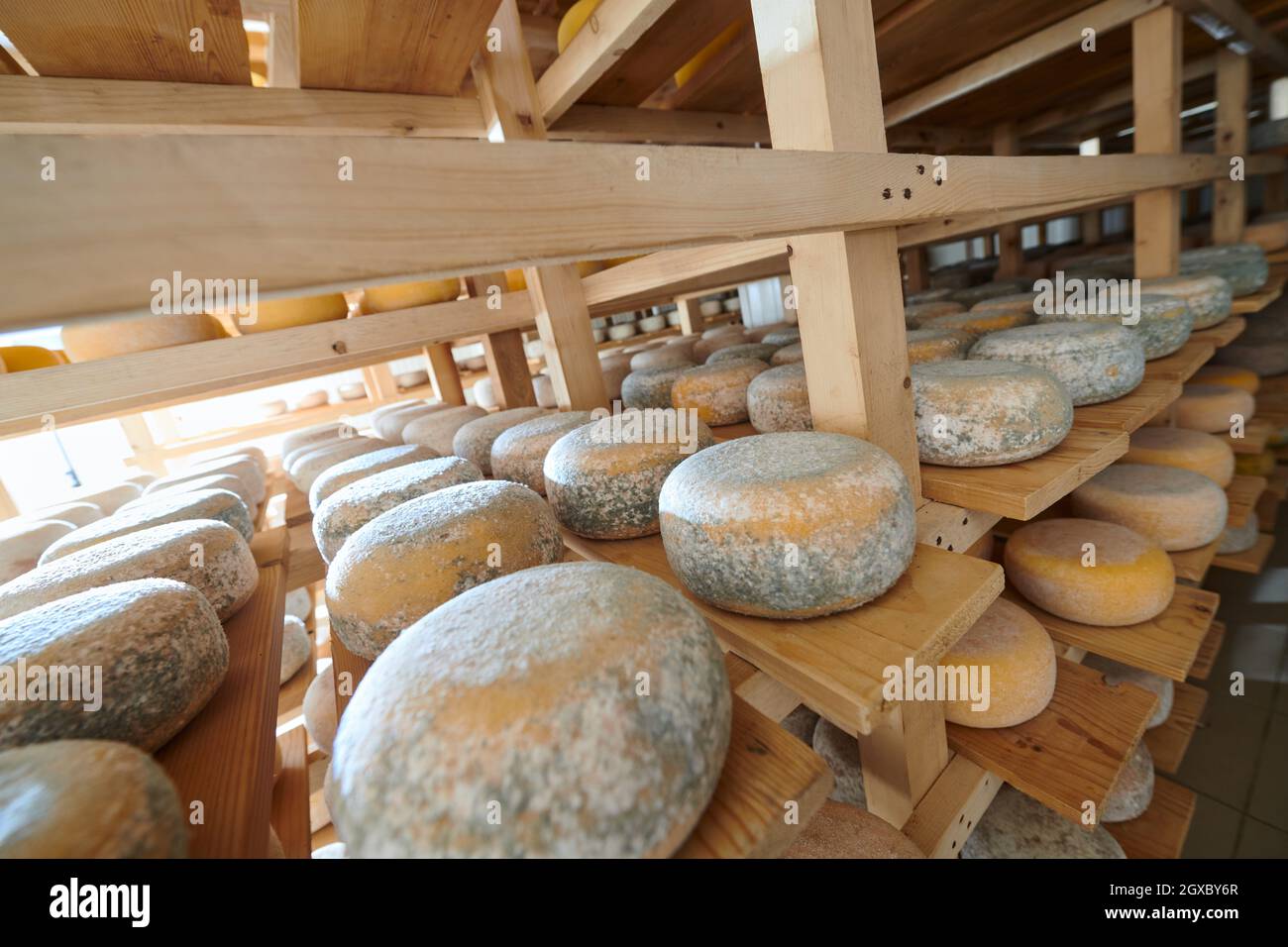 Cheese factory production shelves with aging old cheese local organic ...