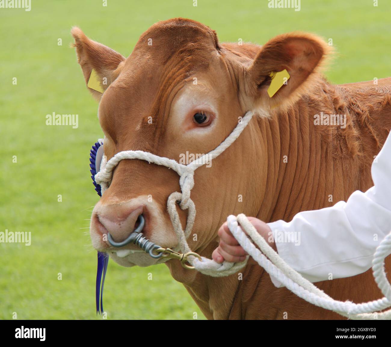 Award winning animal hi-res stock photography and images - Alamy