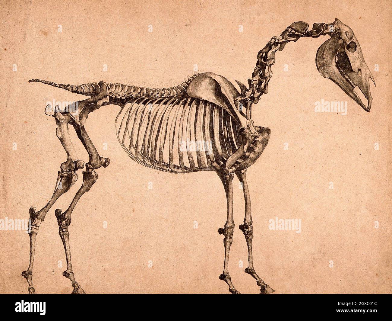 Skeleton of horse hi-res stock photography and images - Alamy