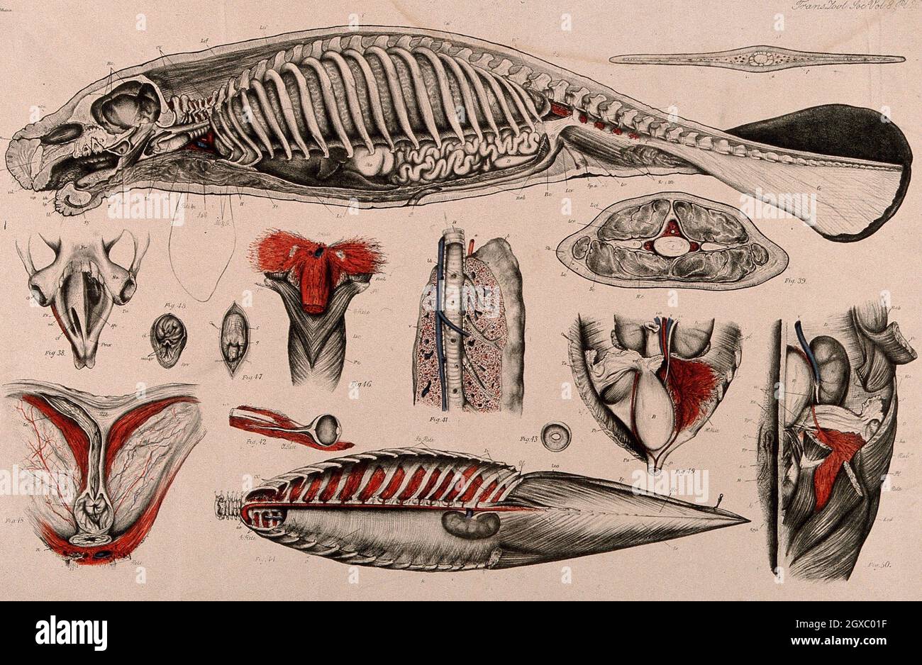 Dissection image hi-res stock photography and images - Alamy