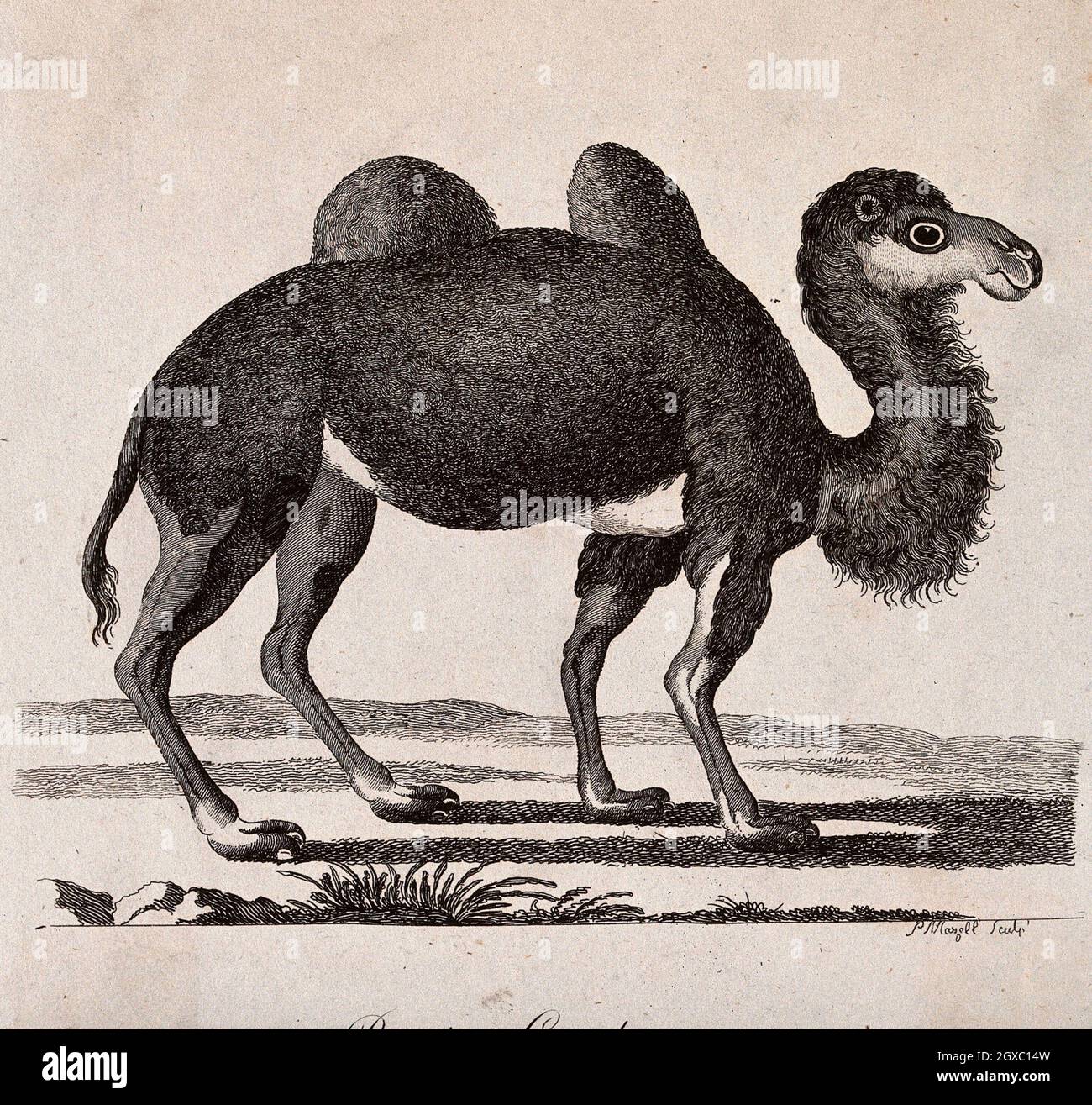 Two humped bactrian camel hi-res stock photography and images - Alamy