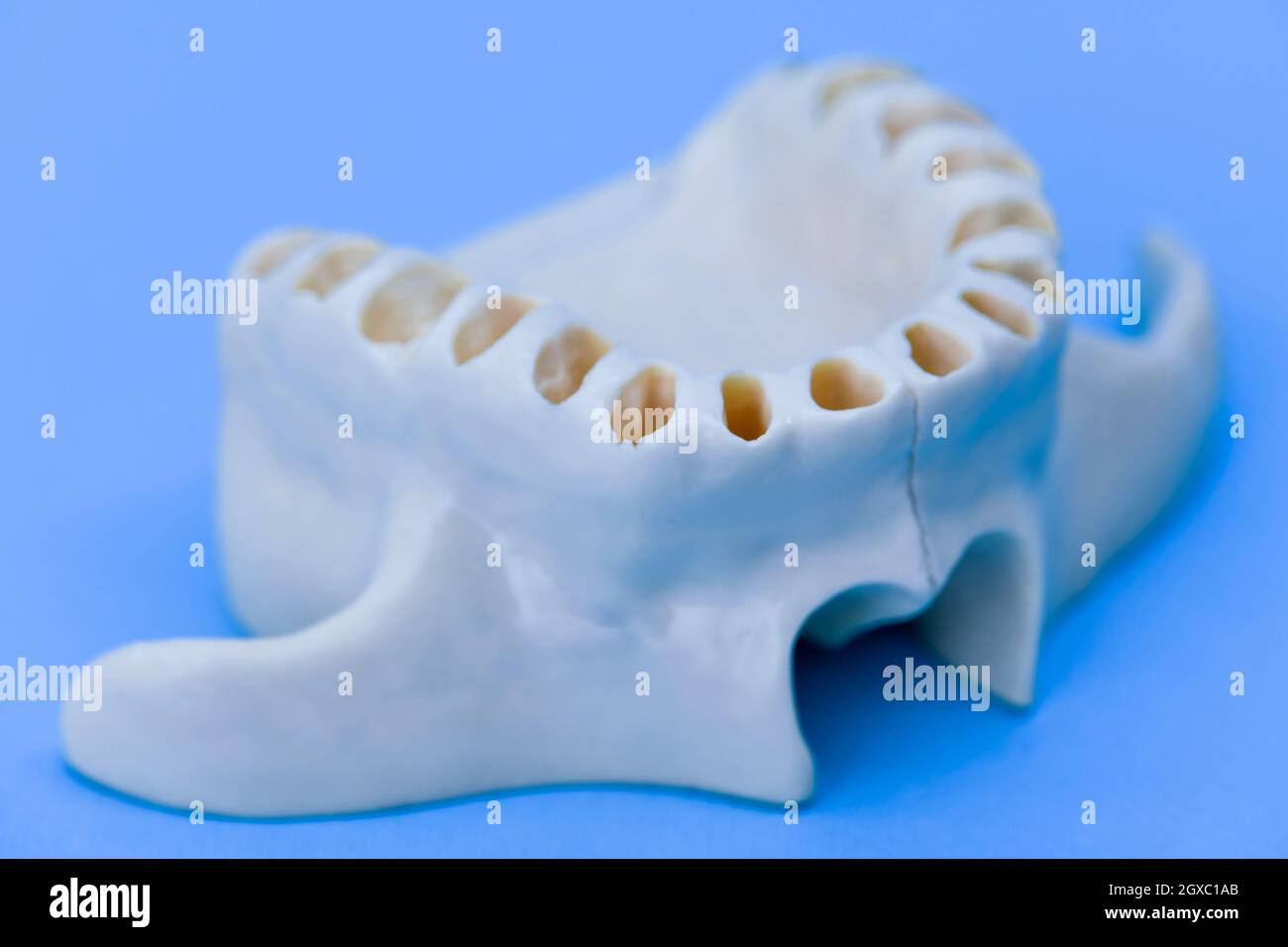 Upper human jaw without teeth model medical illustration isolated on ...