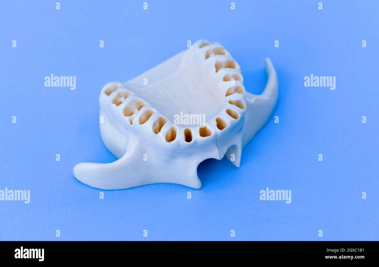 Upper human jaw without teeth model medical illustration isolated on ...