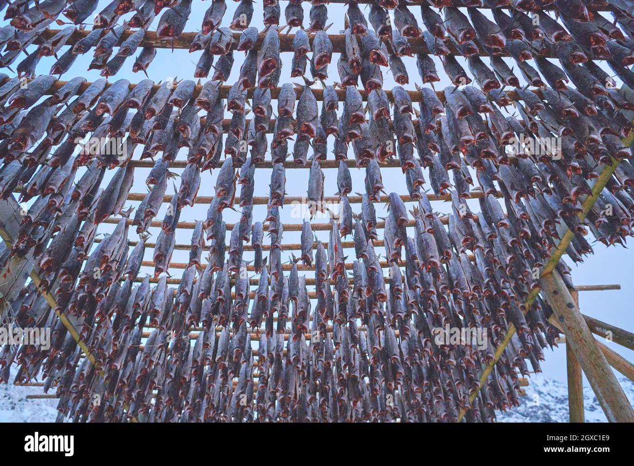 Air drying of Salmon fish on wooden structure for Traditional food ...