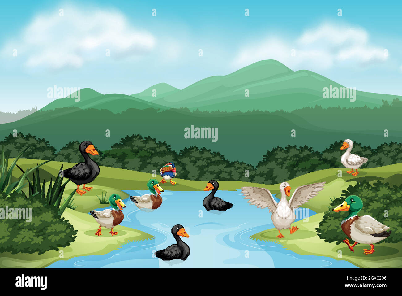 Ducks in pond scene Stock Vector Image & Art - Alamy