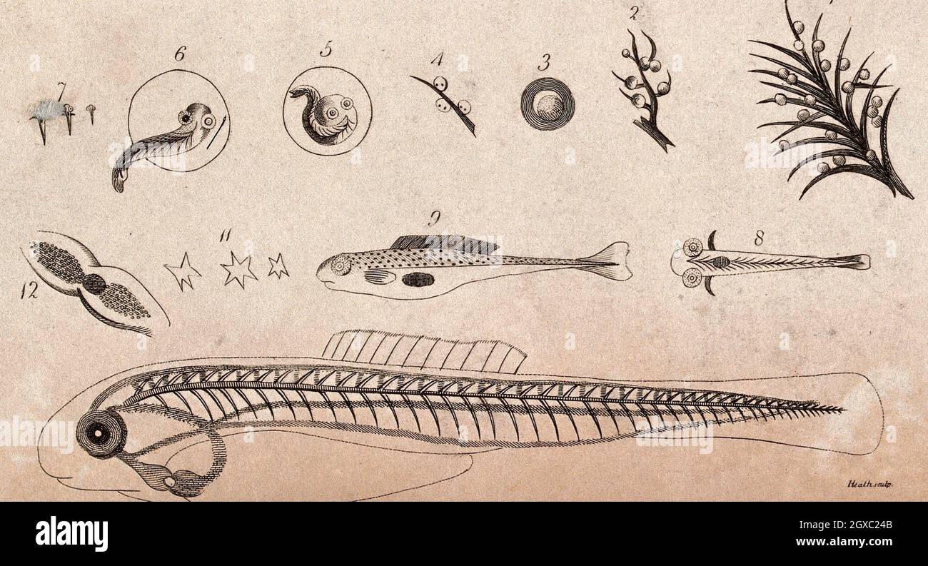 Etching identify hi-res stock photography and images - Alamy