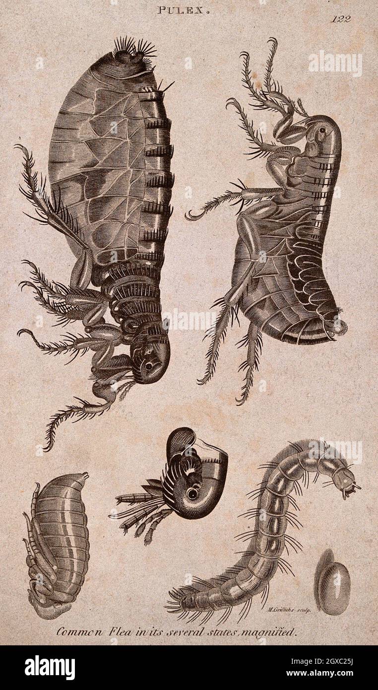 Egg larva pupa adult hi-res stock photography and images - Alamy
