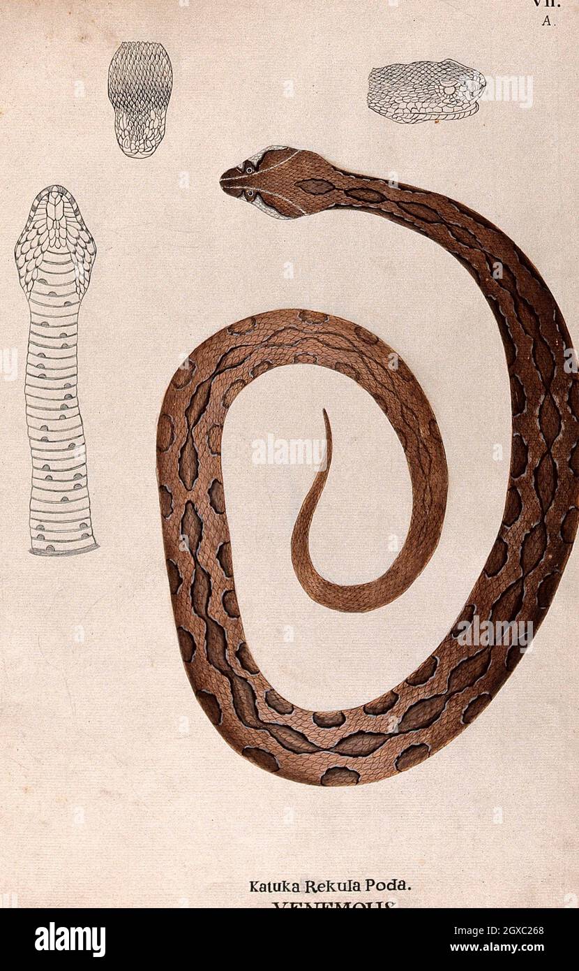 Three Headed Snake Drawing