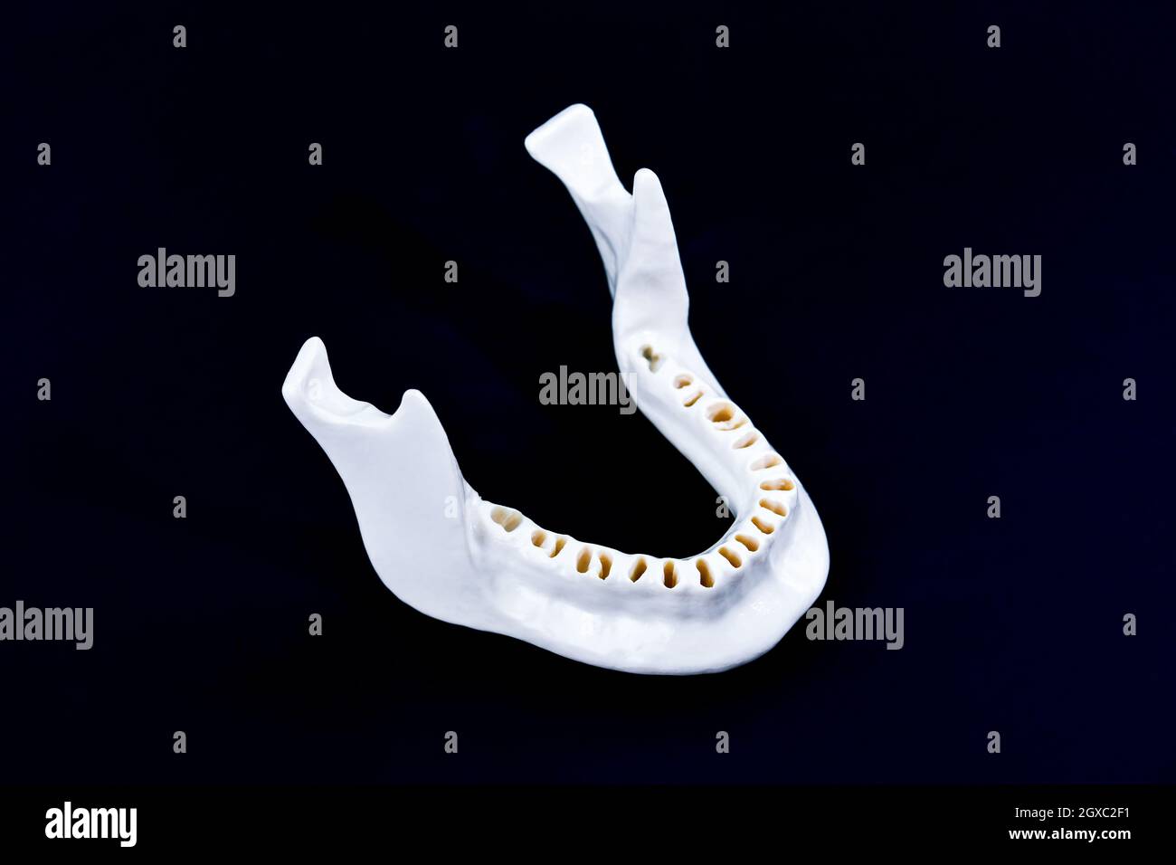 Lower human jaw without teeth model medical illustration isolated on ...