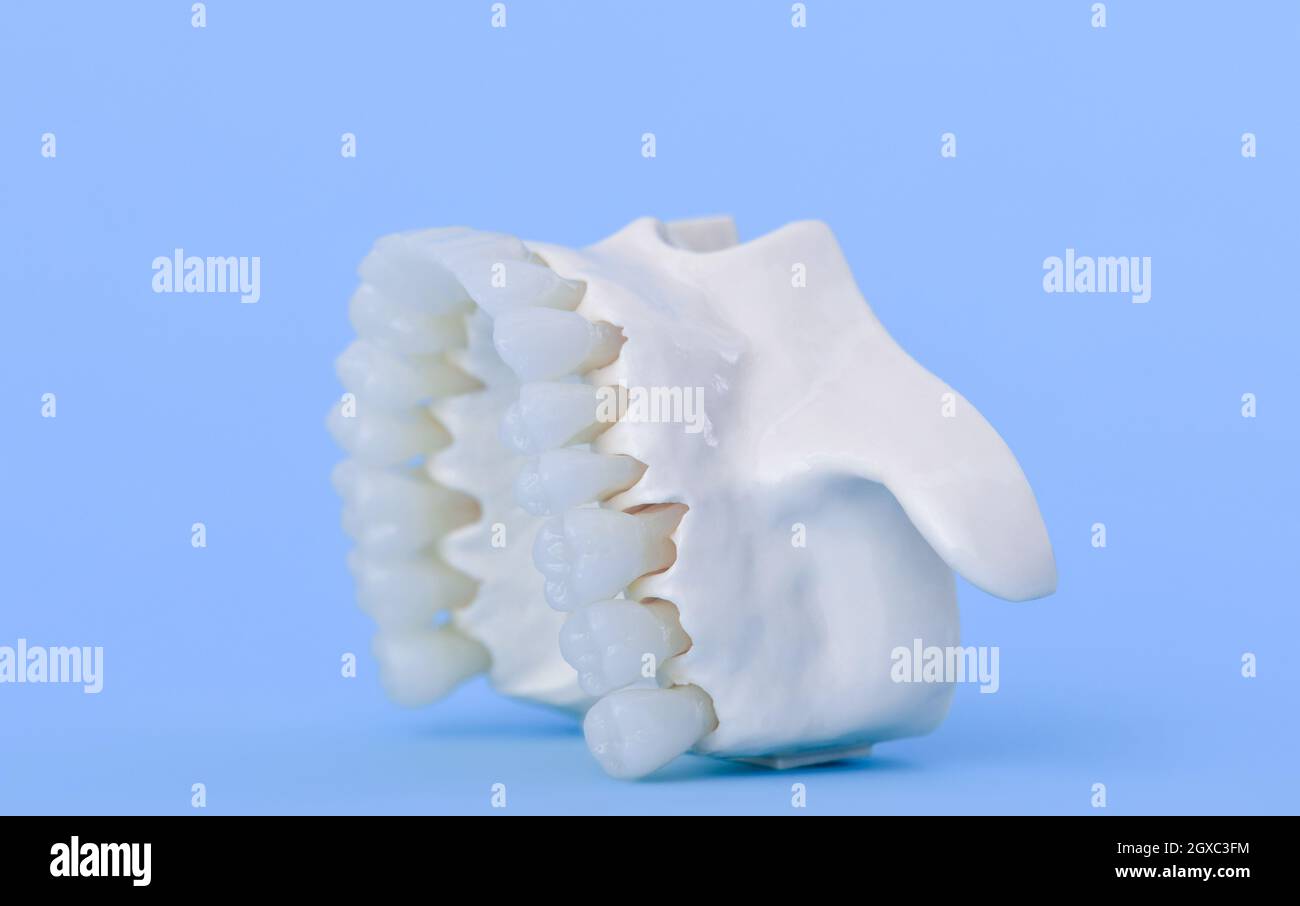 Upper human jaw with teeth anatomy model medical illustration isolated ...