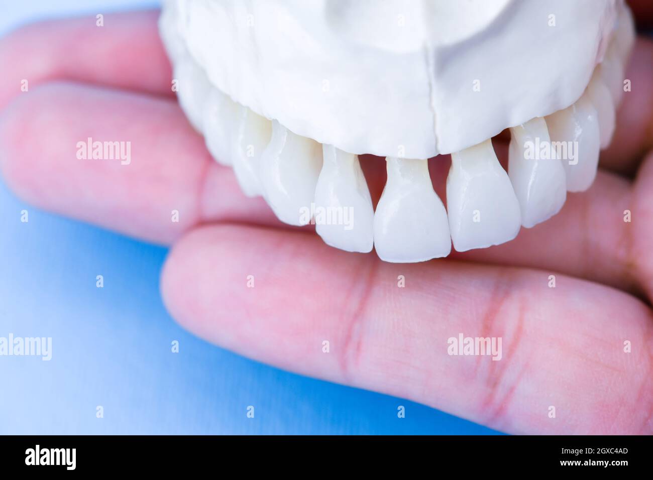 man hand holding a upper human jaw with teeth anatomy model medical ...