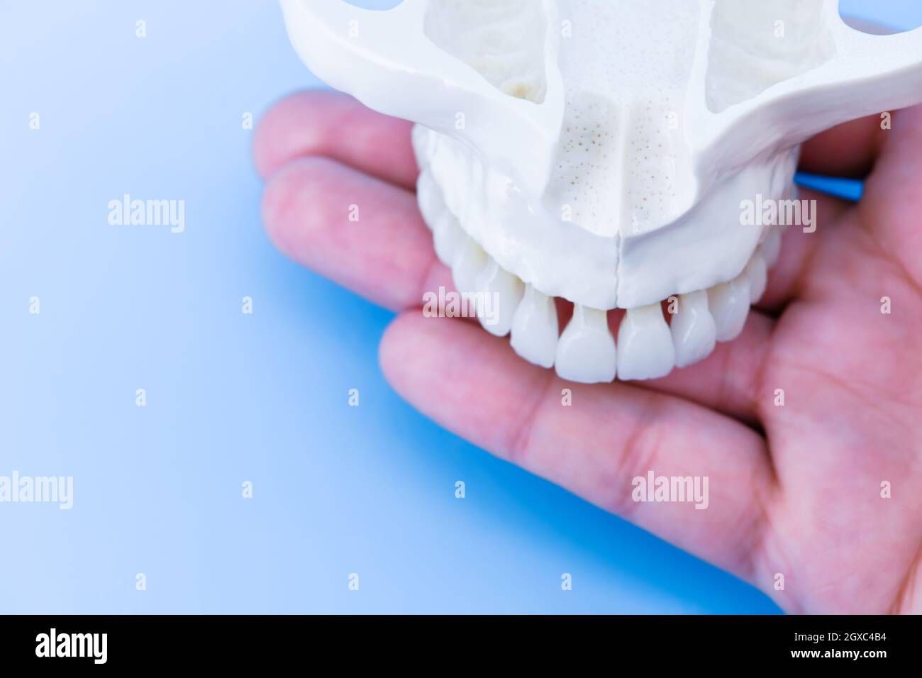 man hand holding a upper human jaw with teeth anatomy model medical ...