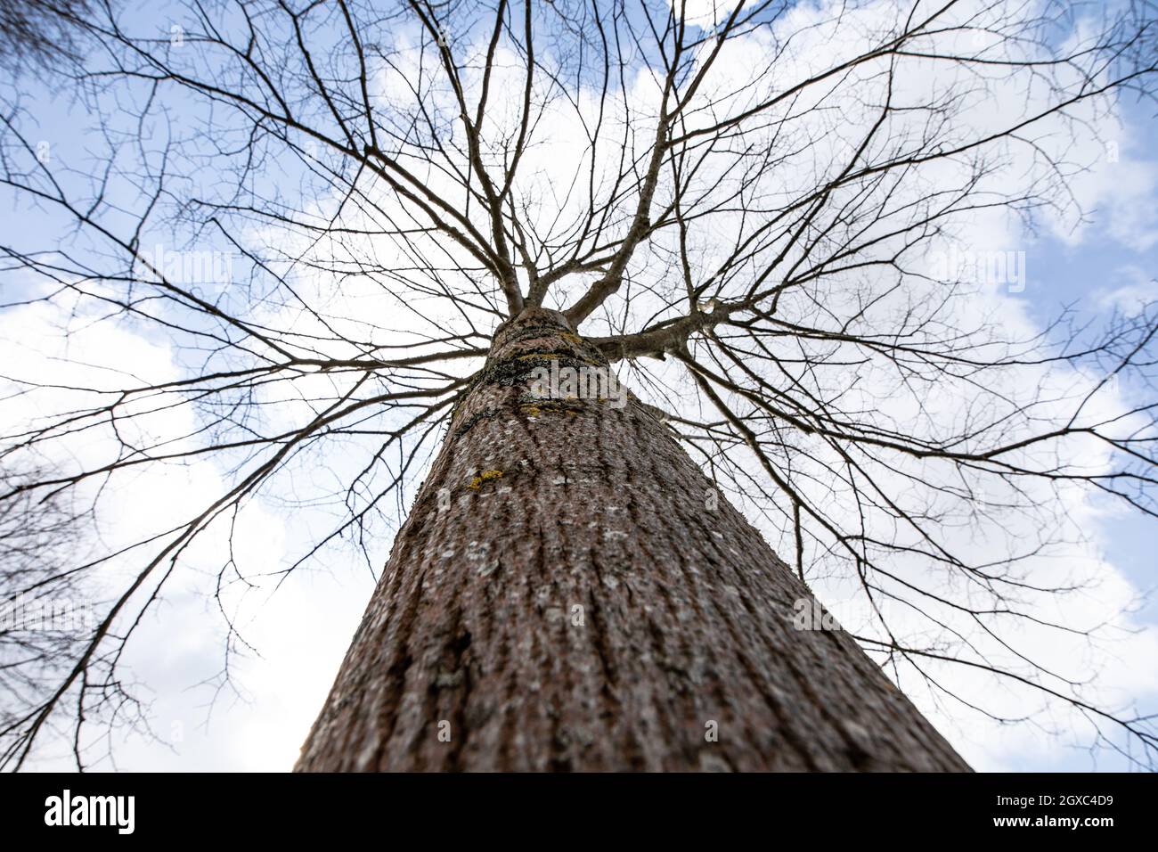Sun shines through clear tree trunks on the slope Stock Photo - Alamy