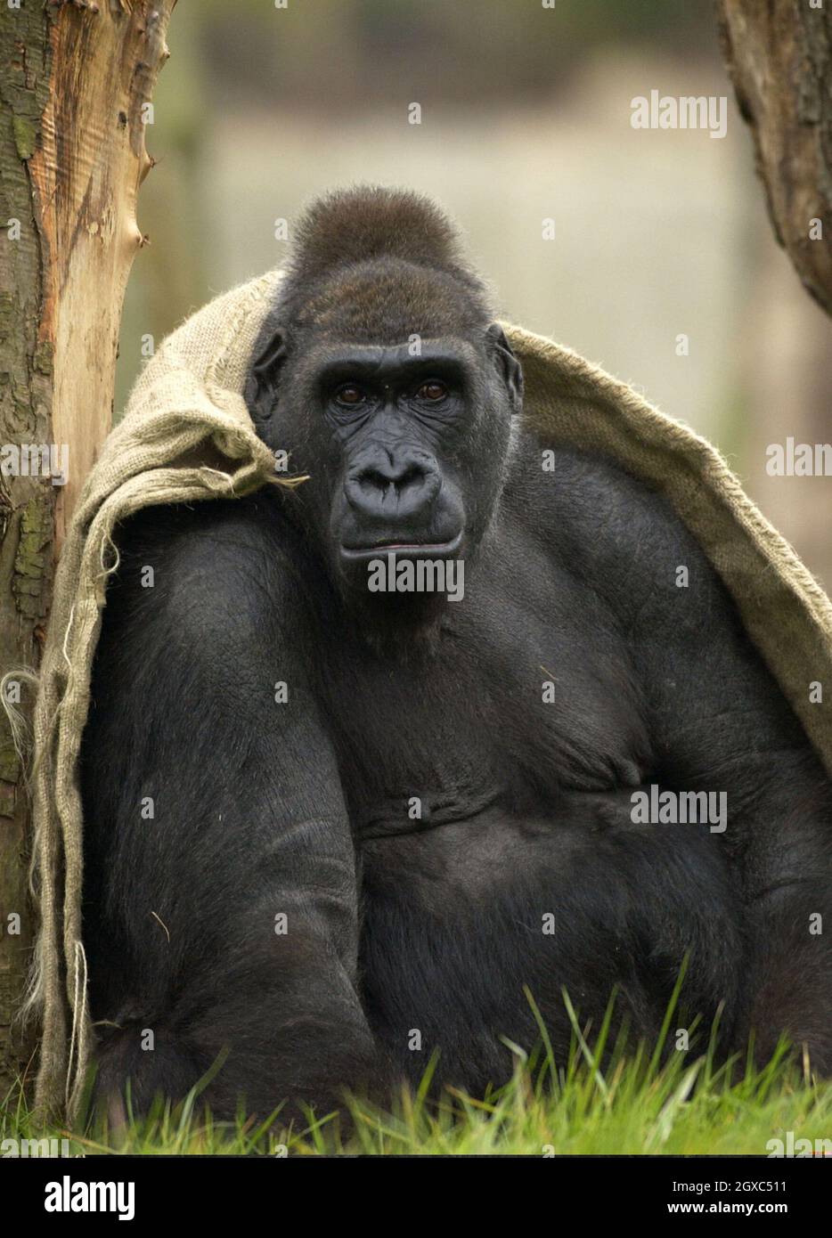 Zaire, the 33-year-old female gorilla sits in the new Gorilla Kingdom ...
