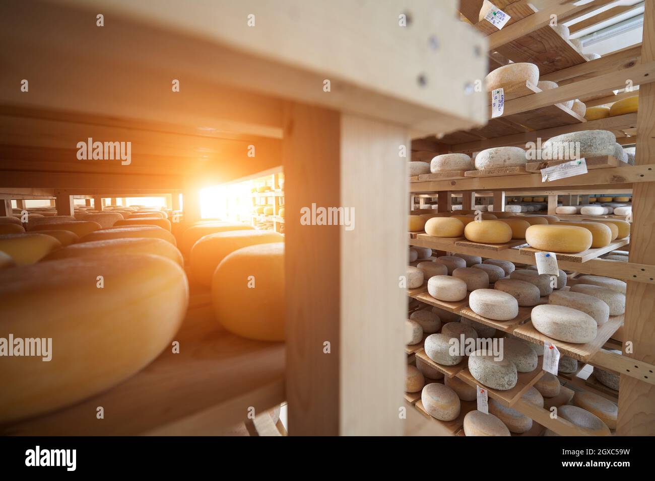 Cheese factory production shelves with aging old cheese local organic ...