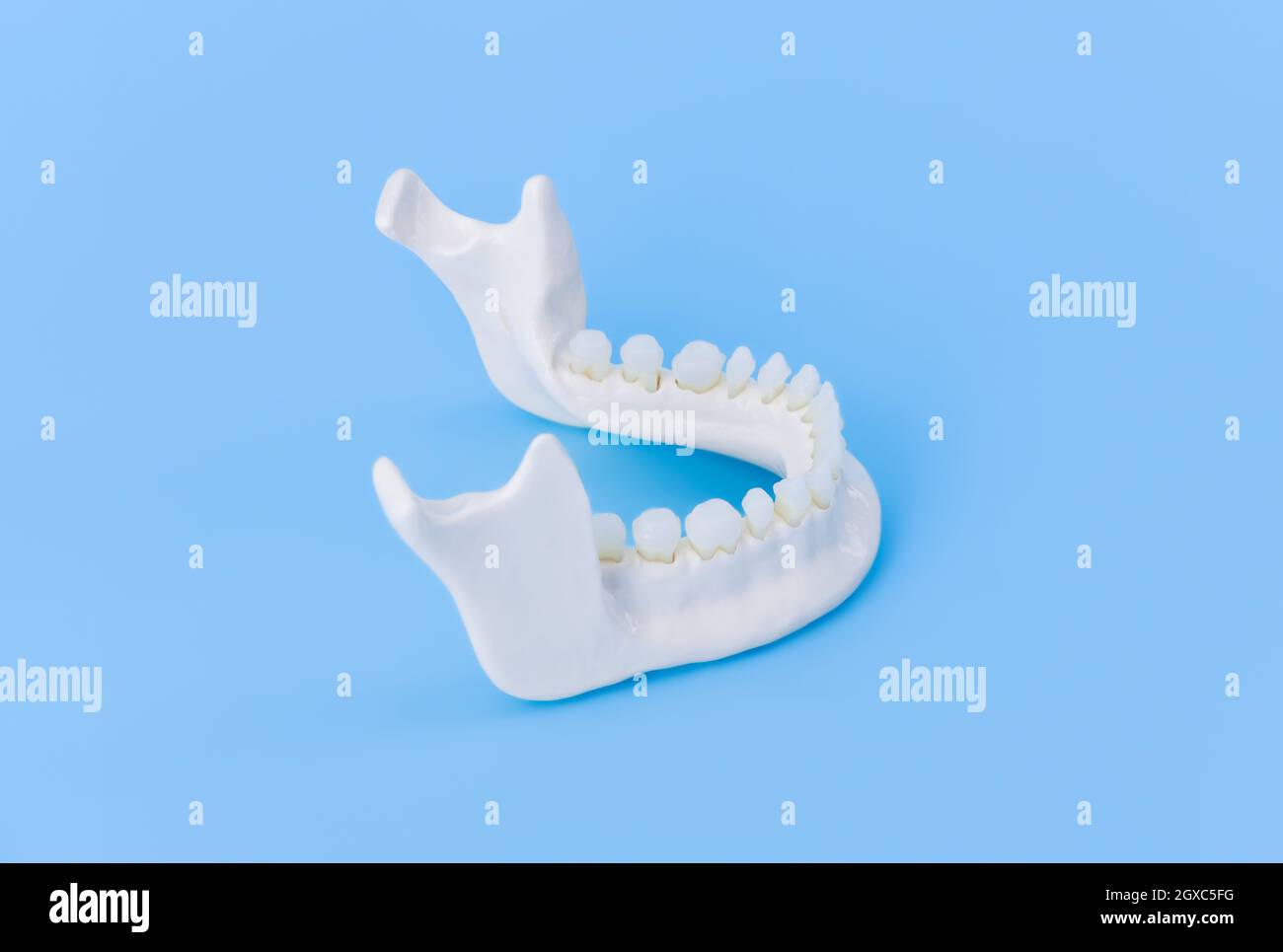 Lower human jaw with teeth anatomy model medical illustration isolated ...