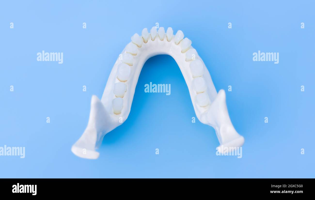 Lower human jaw with teeth anatomy model medical illustration isolated ...