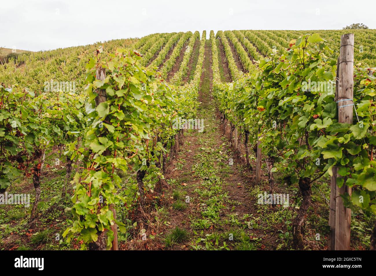 REMICH, LUXEMBOURG-OCTOBER 2021: Reportage at the seasonal Pinot Noir ...