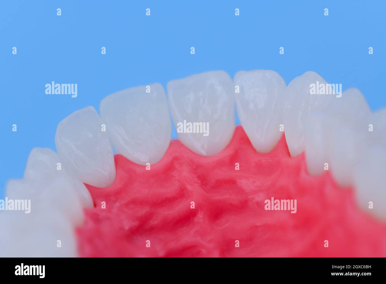 Upper human jaw with teeth and gums anatomy model medical illustration ...