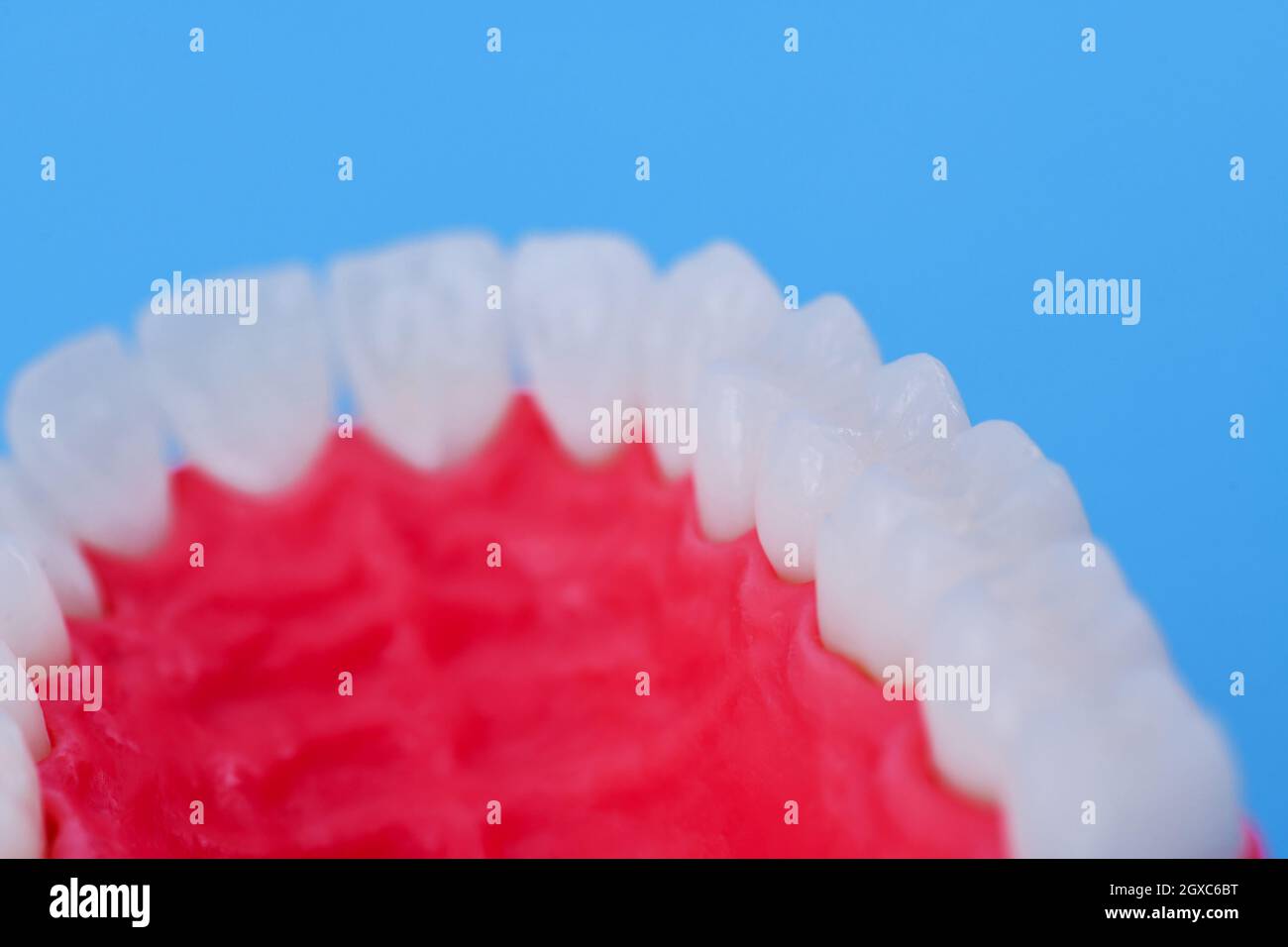 Upper human jaw with teeth and gums anatomy model medical illustration ...