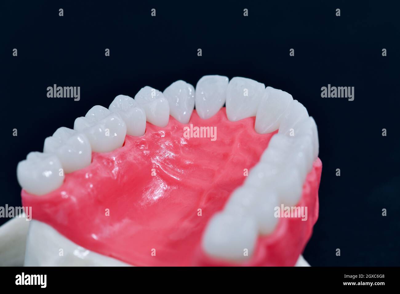 Upper human jaw with teeth and gums anatomy model medical illustration ...