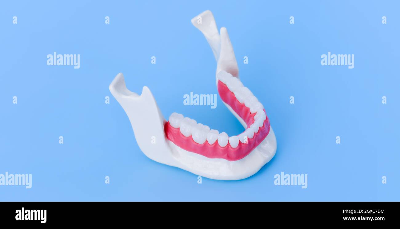 Lower human jaw with teeth and gums anatomy model medical illustration ...