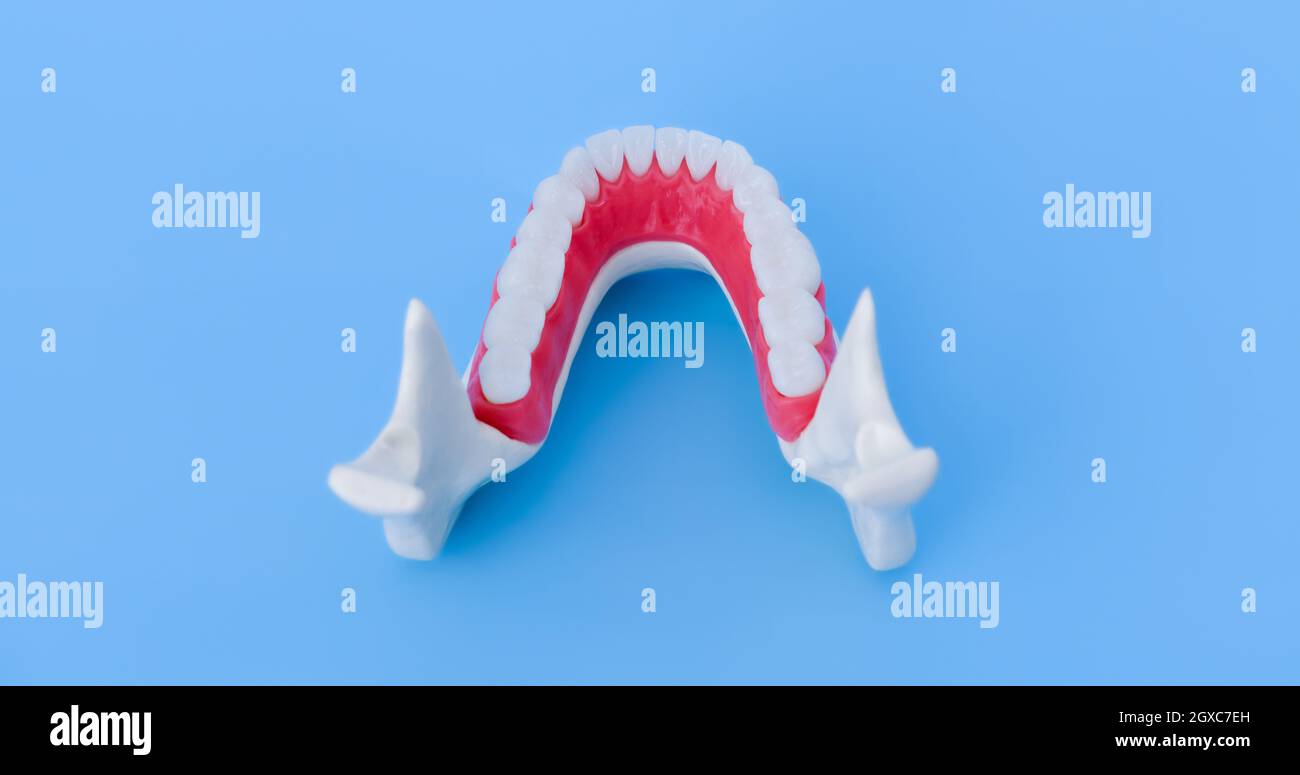 Lower human jaw with teeth and gums anatomy model medical illustration ...