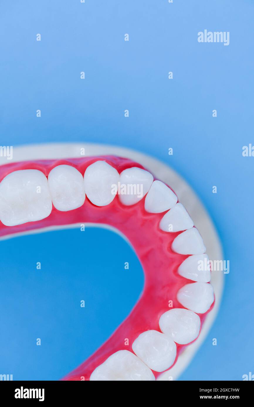 Lower human jaw with teeth and gums anatomy model medical illustration ...