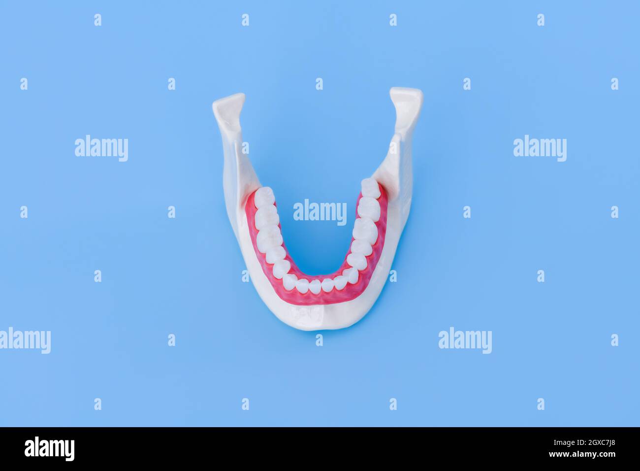 Lower human jaw with teeth and gums anatomy model medical illustration ...