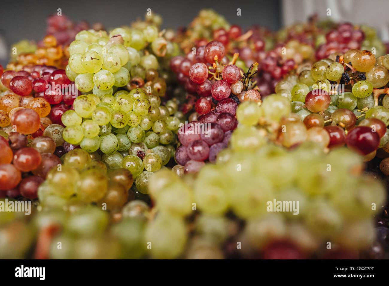 REMICH, LUXEMBOURG-OCTOBER 2021: Reportage at the seasonal Elbling ...