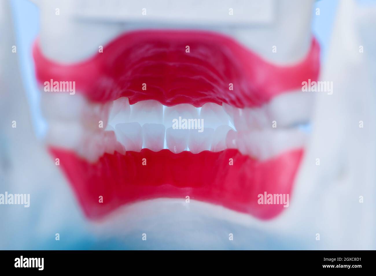 inside view of human jaw with teeth and gums anatomy model medical ...