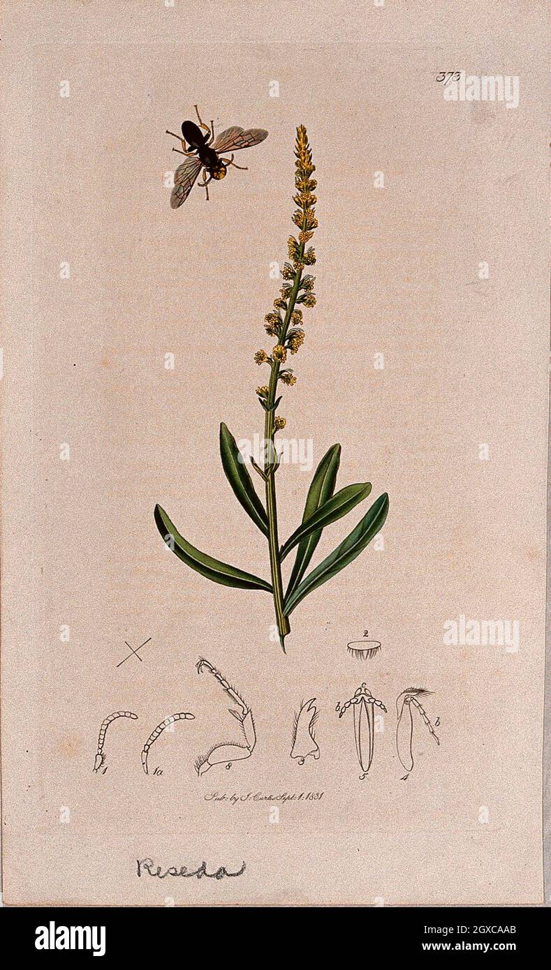 Reseda color hi-res stock photography and images - Alamy