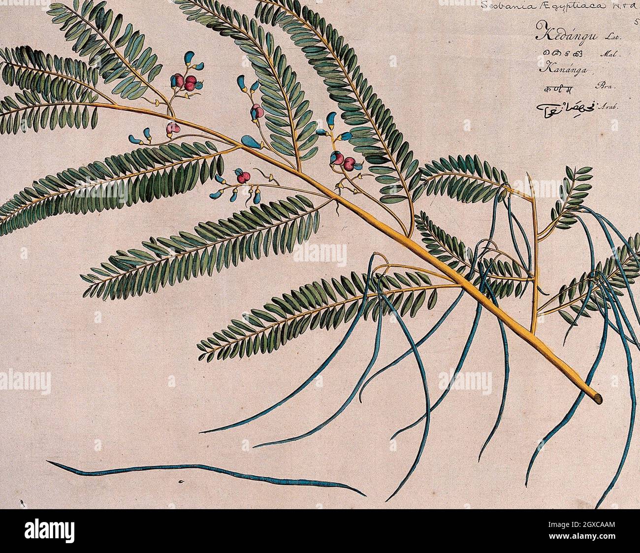 Botany sesbania hi-res stock photography and images - Alamy