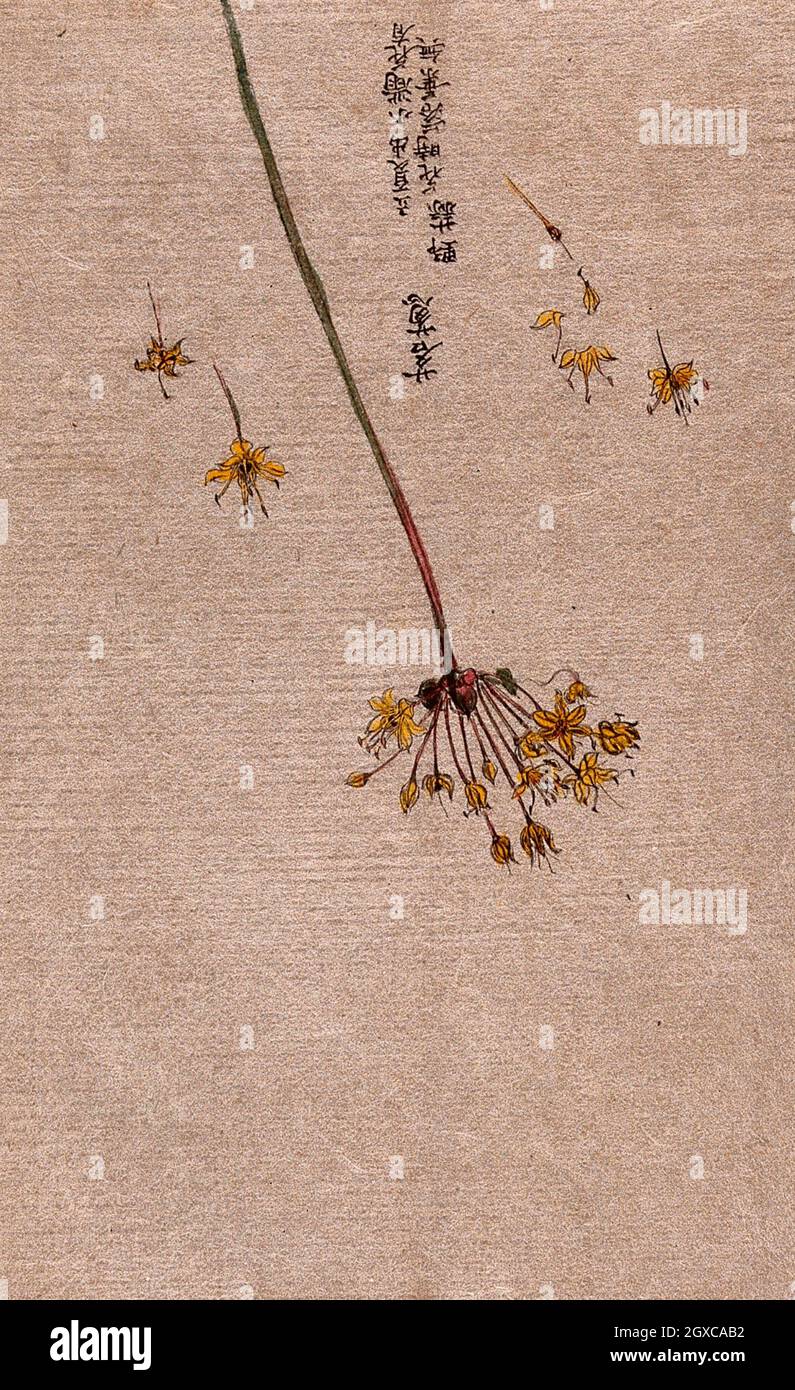 Leaf watercolors hi-res stock photography and images - Alamy