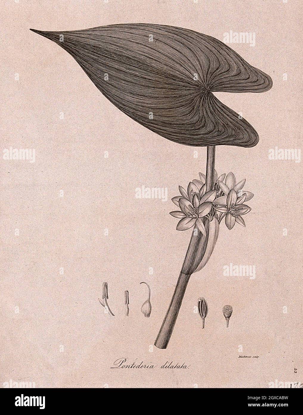 Dilata hi-res stock photography and images - Alamy