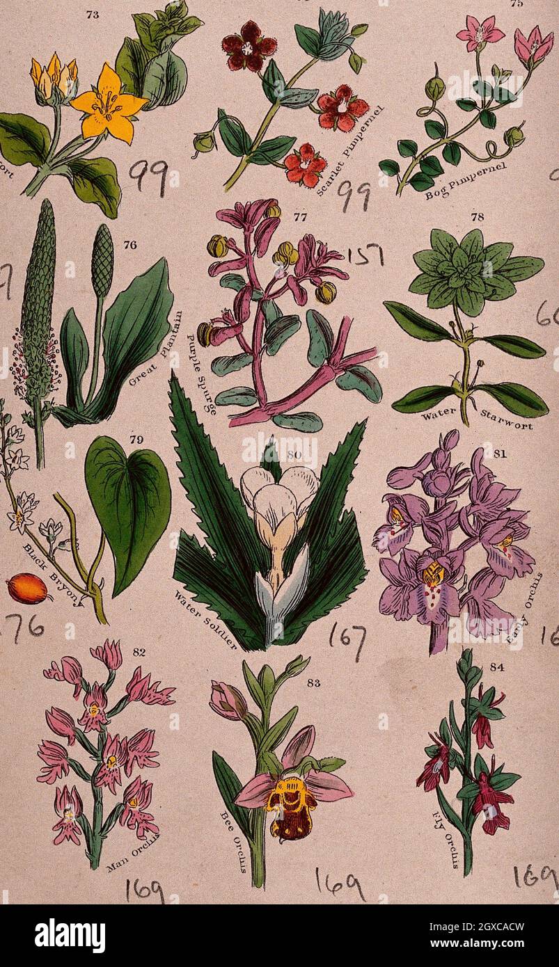 Watercolor flower drawings JPEG floral art print with names Bird Vetch ...