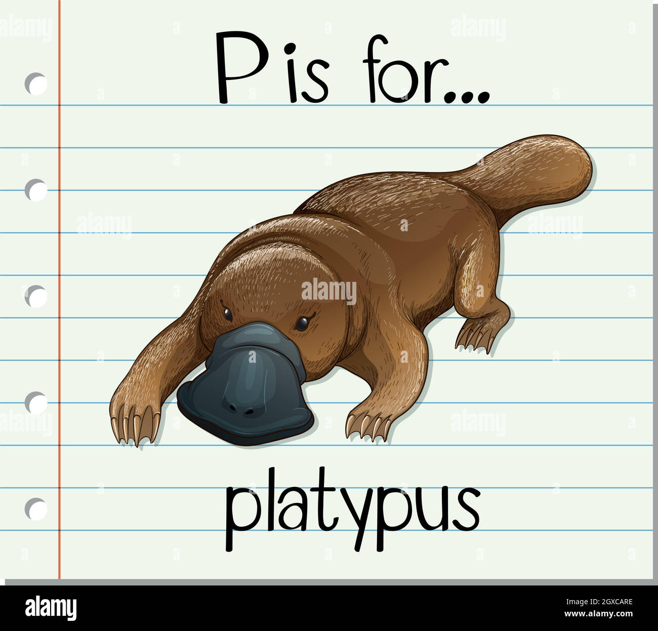 Flashcard letter P is for platypus Stock Vector Image & Art - Alamy