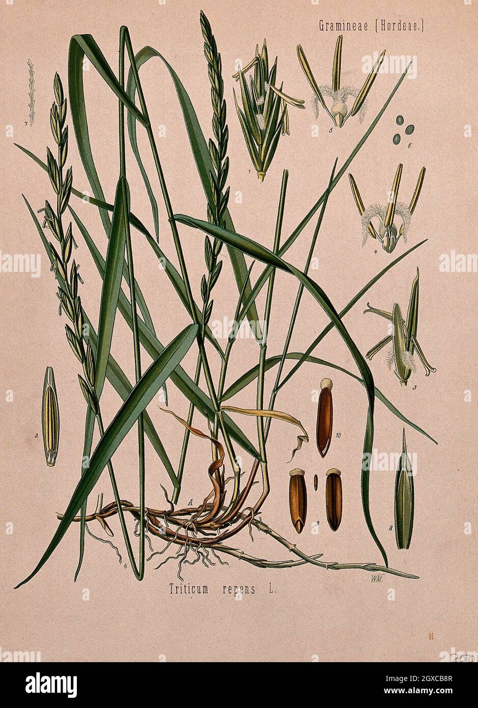 Couch grass root hi-res stock photography and images - Alamy